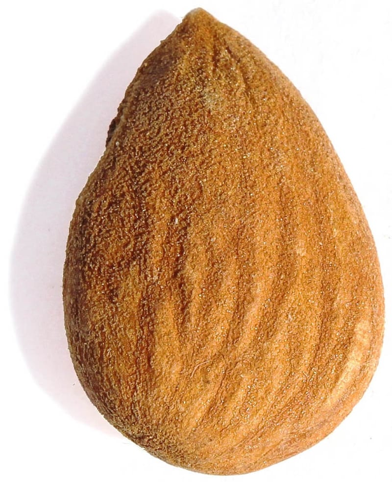 ALMENDRAS FRANCISCO MORALES | ALMONDS